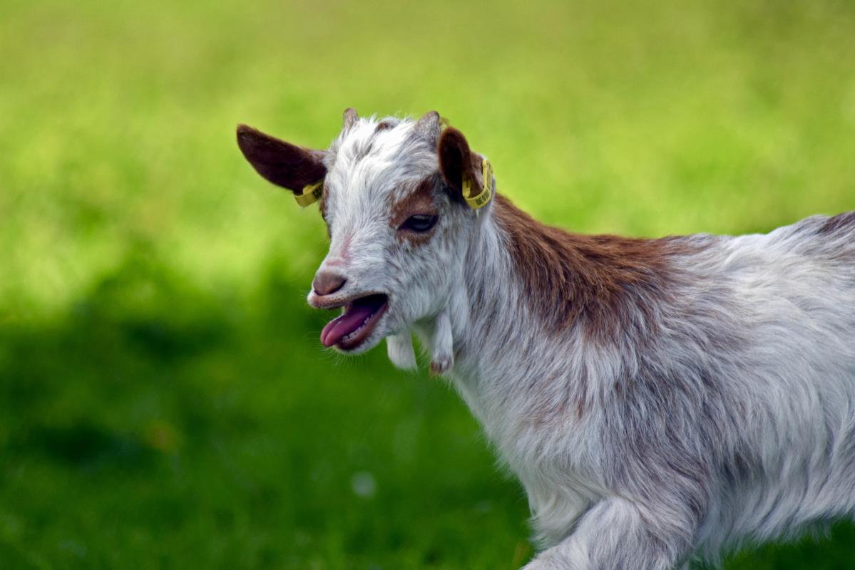 Goat Accents: Do They Have Them and Why? - Goat Journal